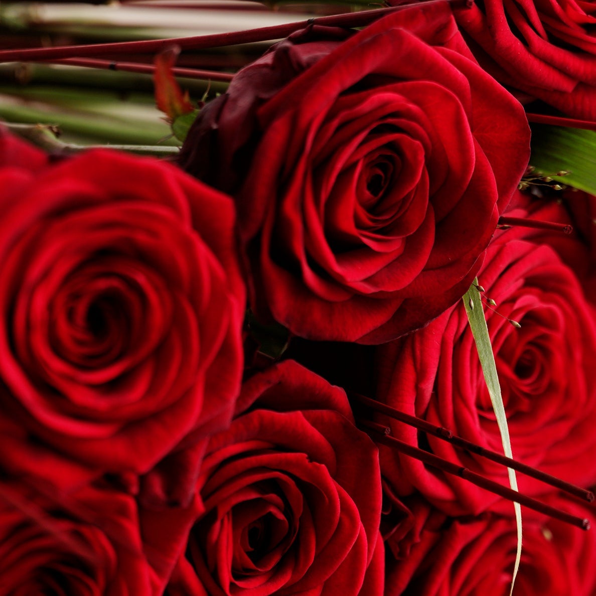 Kunsten at give roser: traditionens betydning | Interflora