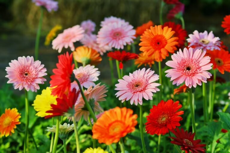 Gerbera garvinea: plantning, pleje og pasning | Interflora