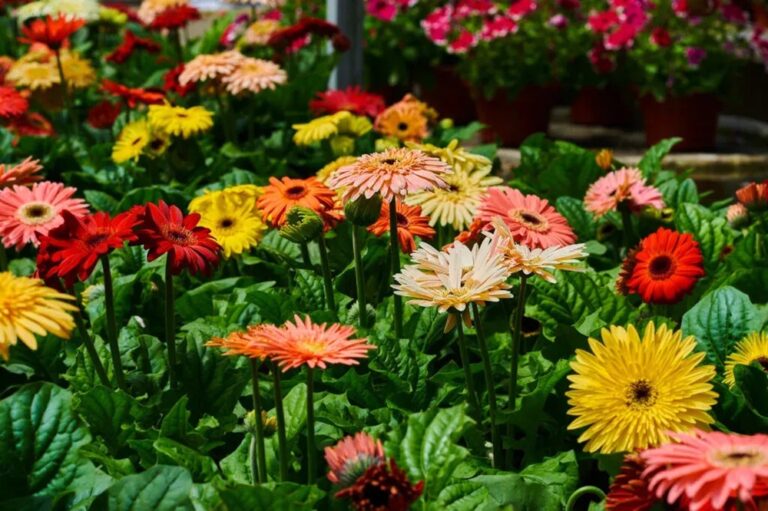 Gerbera garvinea: plantning, pleje og pasning | Interflora